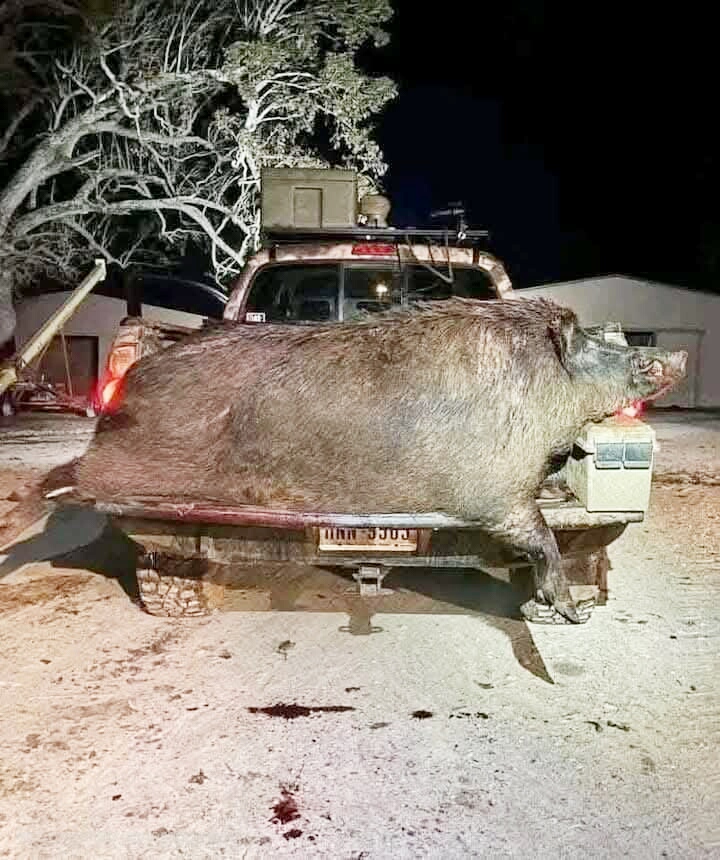 ATRAPAN JABALÍ GIGANTE EN TEXAS. | OJINAGA NOTICIAS